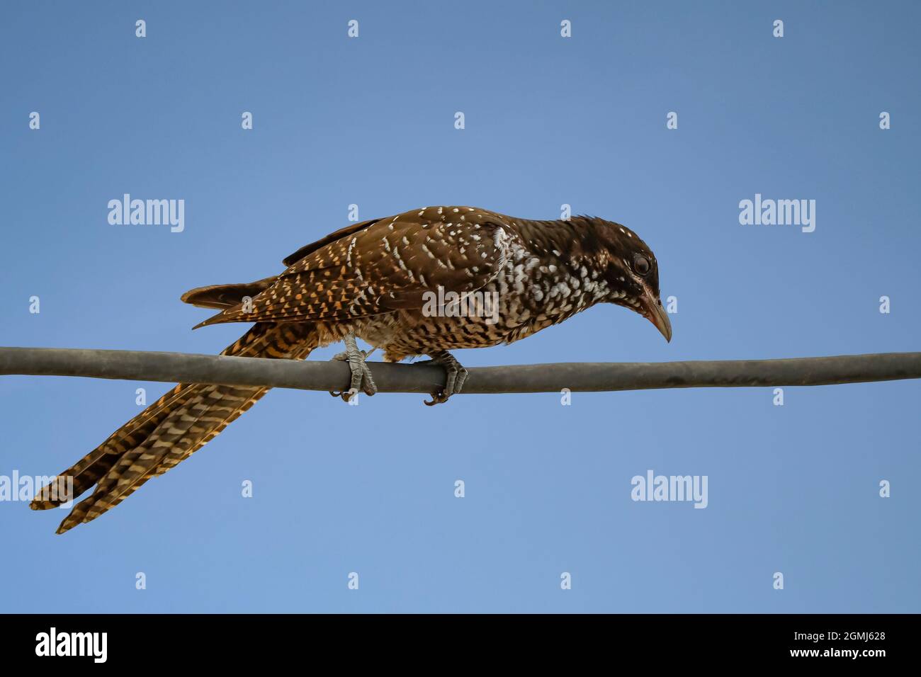 Female Asian koel, beautiful brown bird perching on the wire. Asian ...