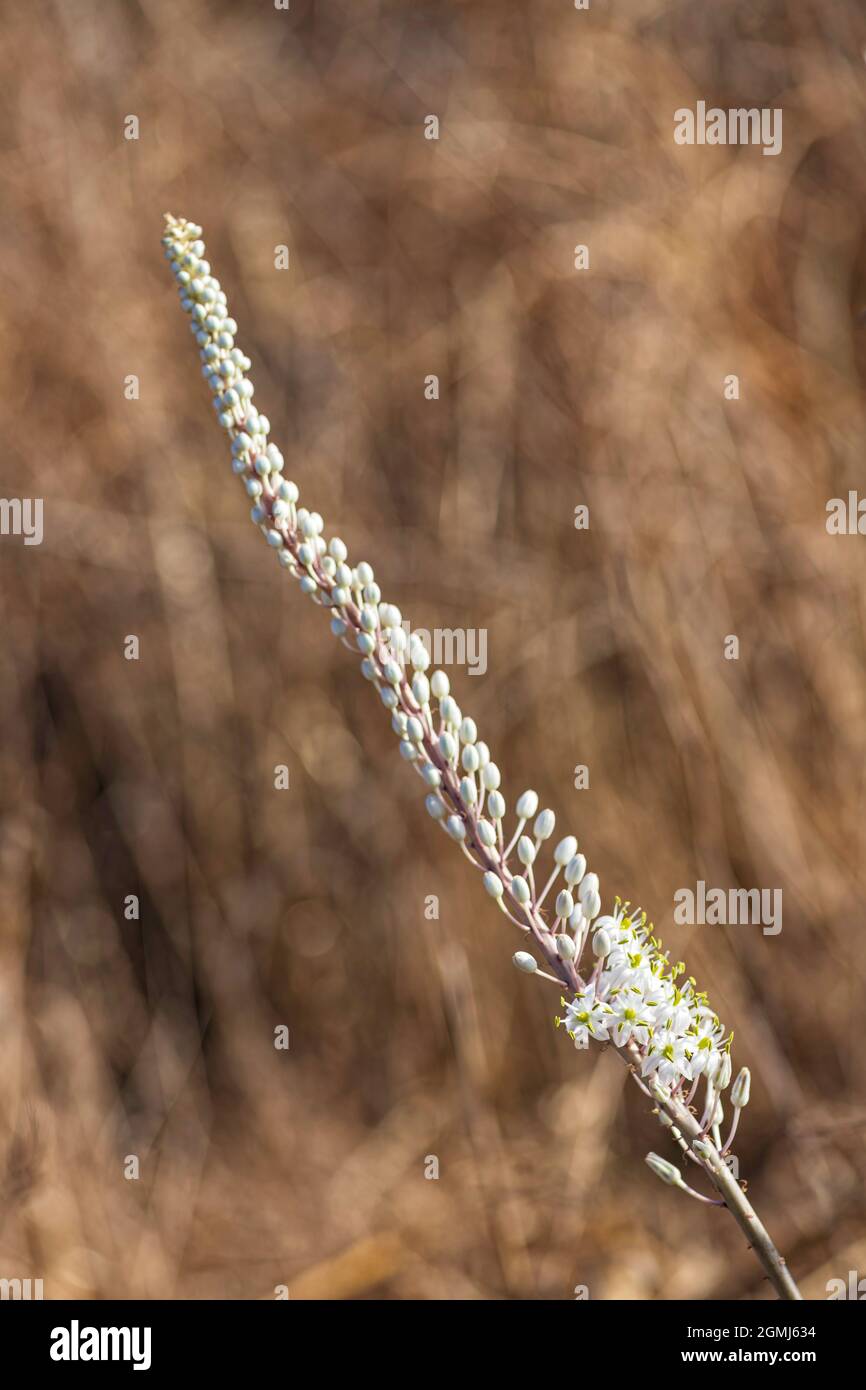 Blooming plant Drimia with white flowers and buds close-up on a blurred ...