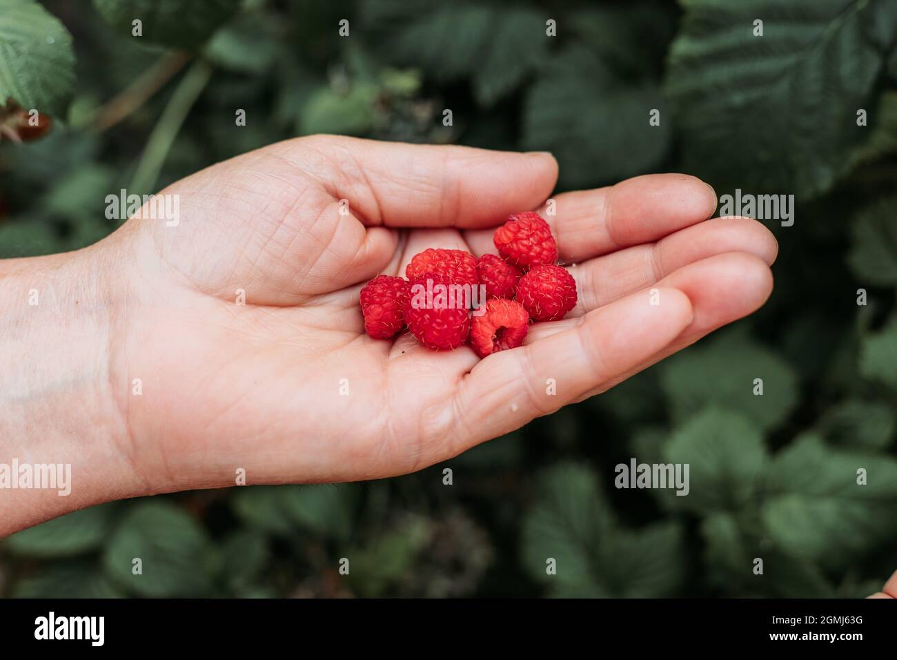Old female hands holding fresh raspberries, freshly picked from the ...