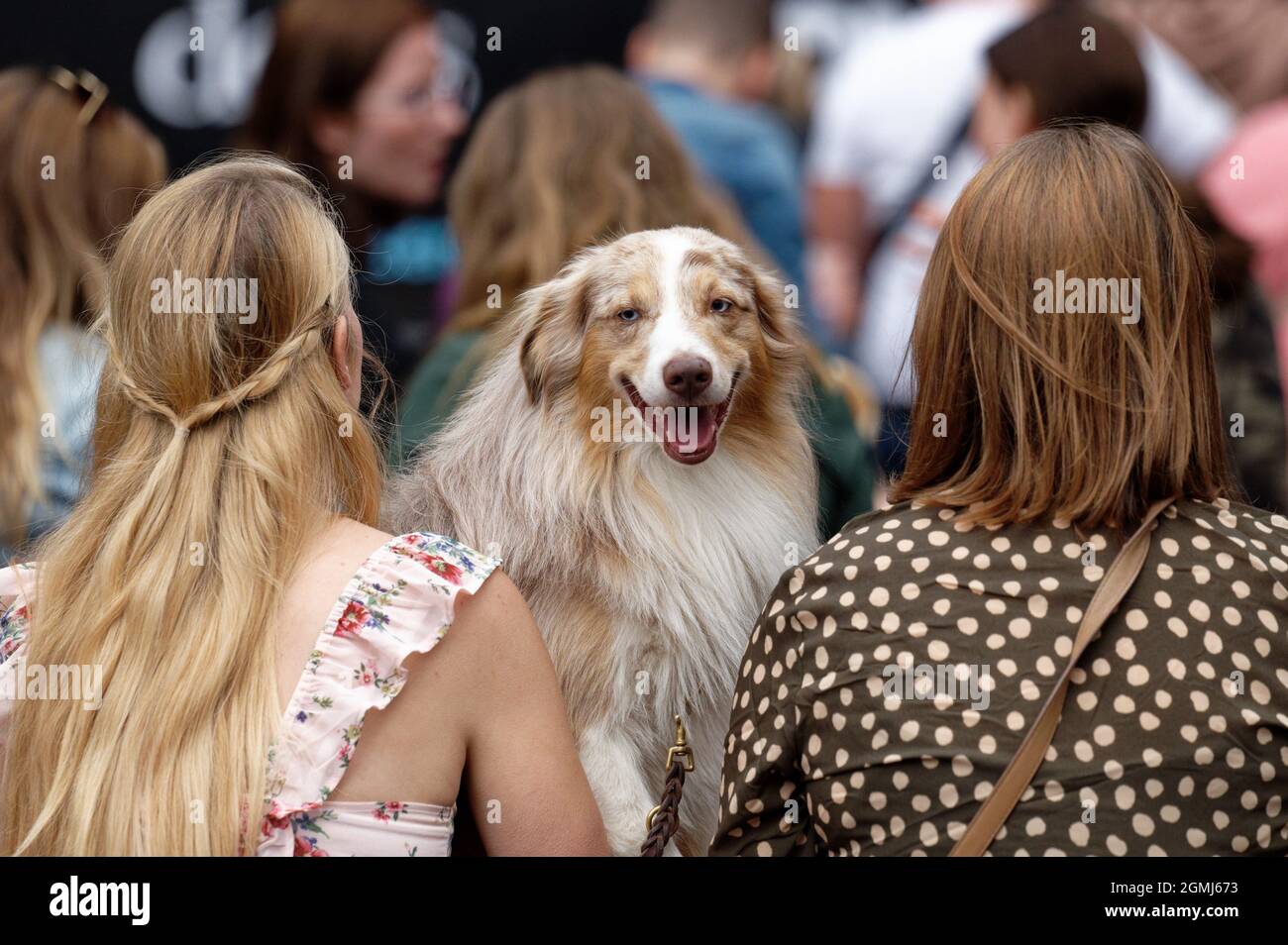 Cologne, Germany. 19th Sep, 2021. A dog sits with its owner at the German Petfluencer Awards ...
