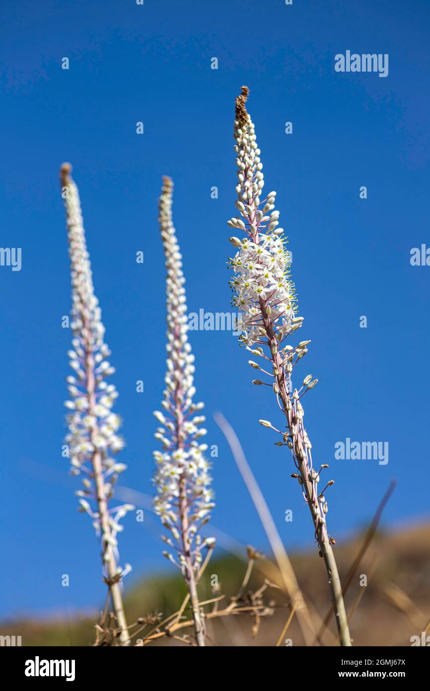 Flowering plant Drimia with white flowers and buds close up against the ...