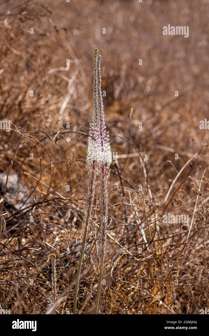 Squilla Maritima High Resolution Stock Photography and Images - Alamy