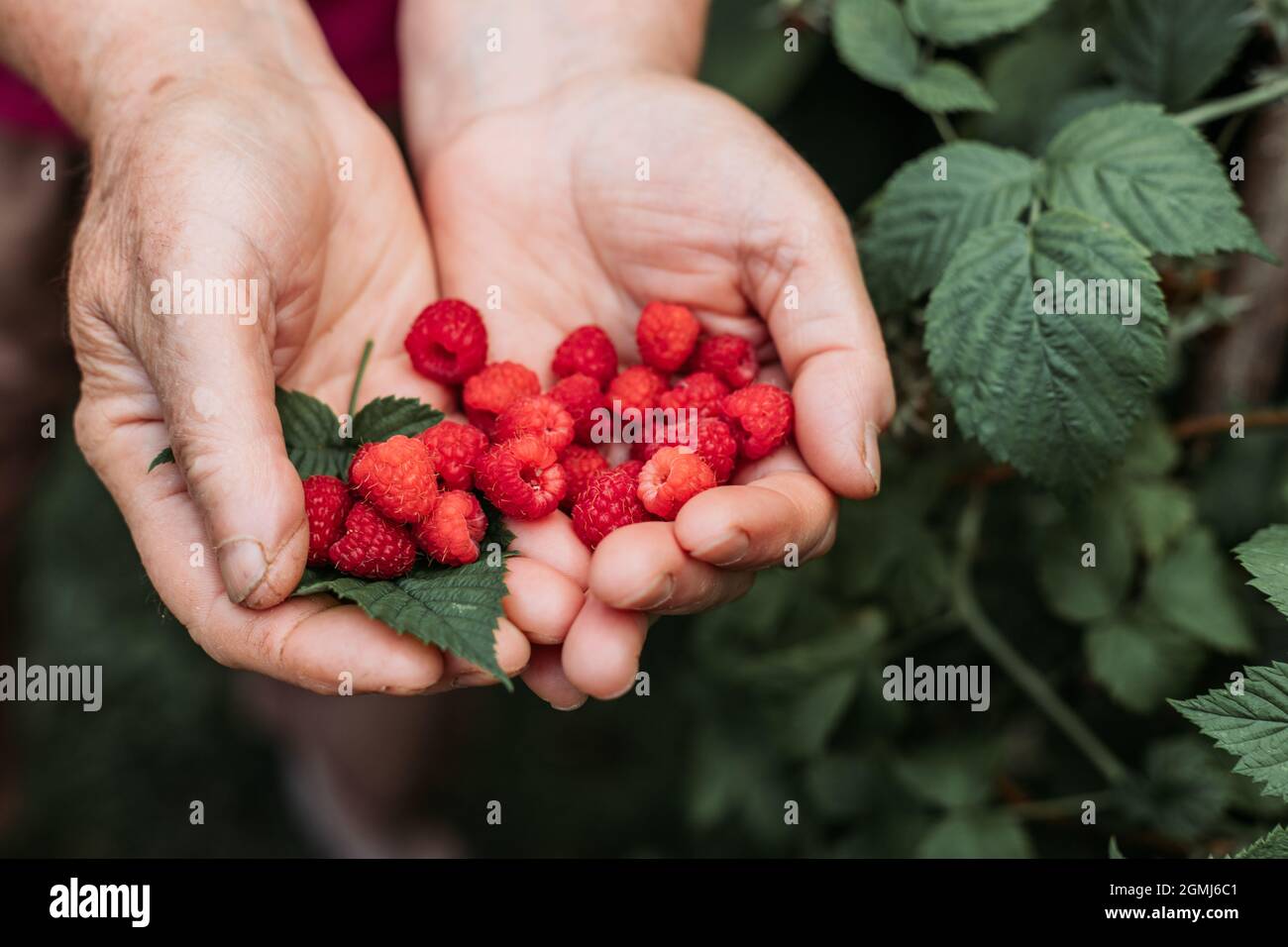 Old female hands holding fresh raspberries, freshly picked from the ...