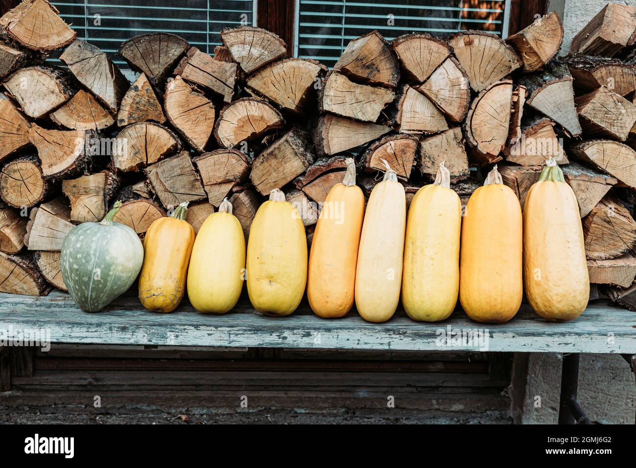 Group of yellow summer squashes freshly picked from the garden. Organic ...