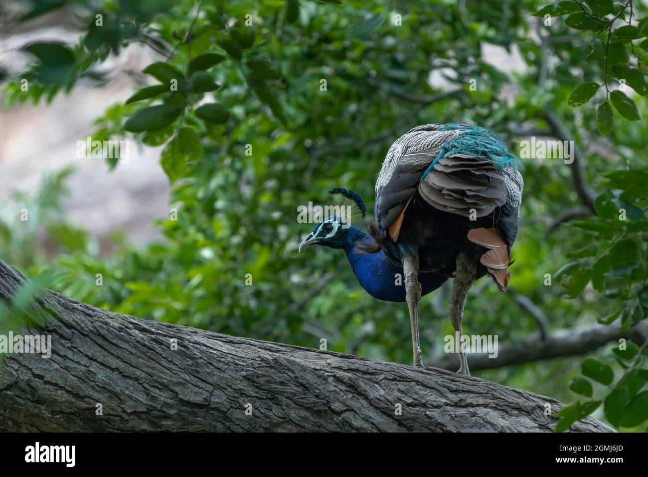 Peacock on the tree. Portrait of beautiful peacock. The Indian peafowl ...