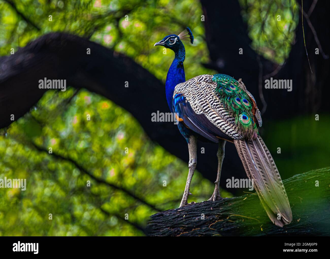 A peacock on a tree without long feathers . Peacock drops its long ...