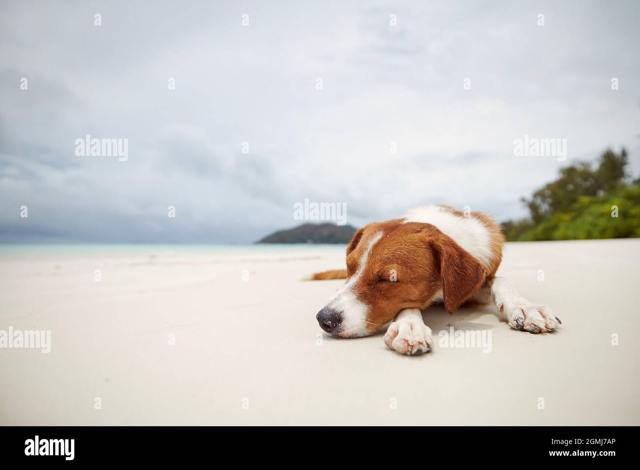 Lying dog on seychelles hi-res stock photography and images - Alamy