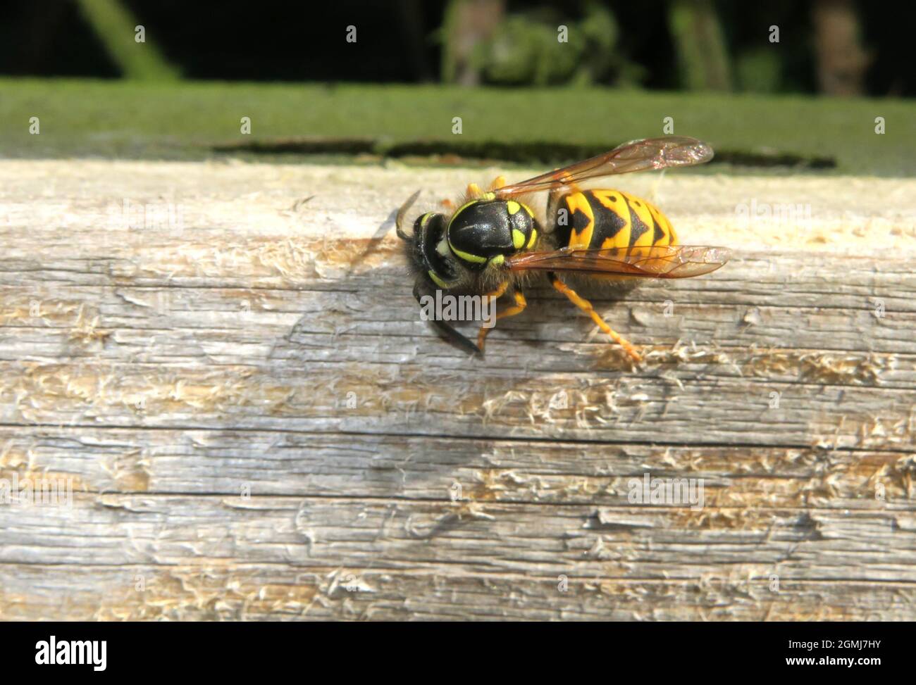 Wasp collecting wood hi-res stock photography and images - Alamy