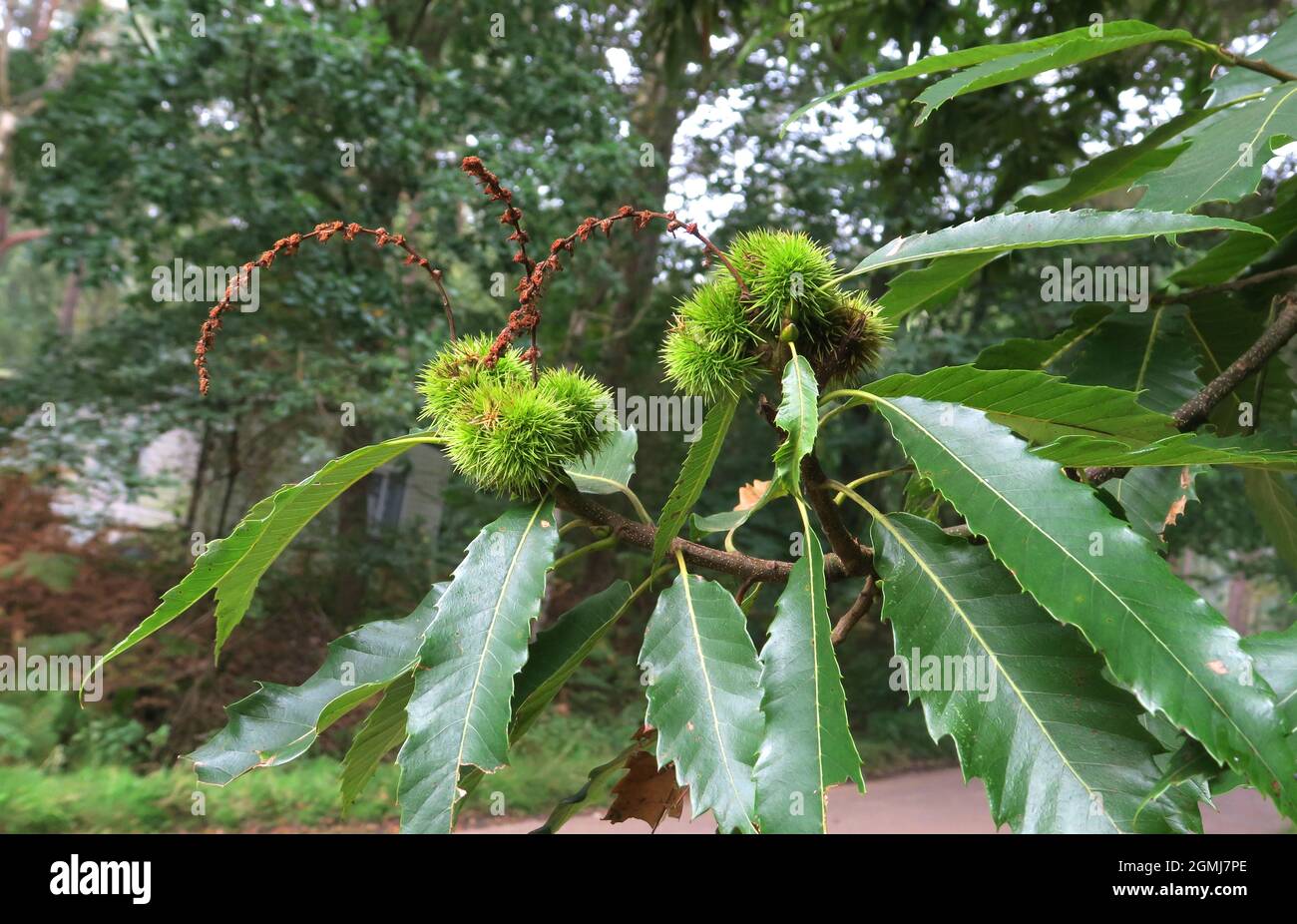 Fruits sweet spanish chestnut hi-res stock photography and images - Alamy