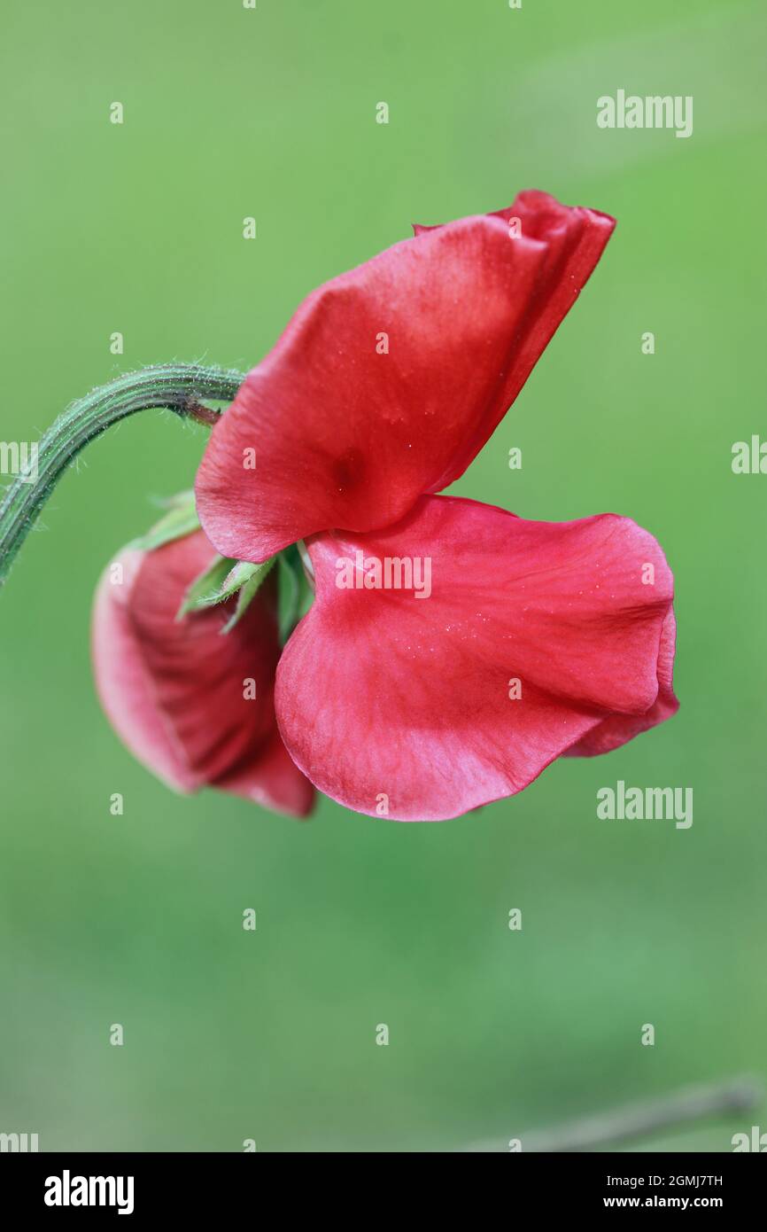 Red sweet pea, Lathyrus odoratus of unknown variety, flower in close up ...