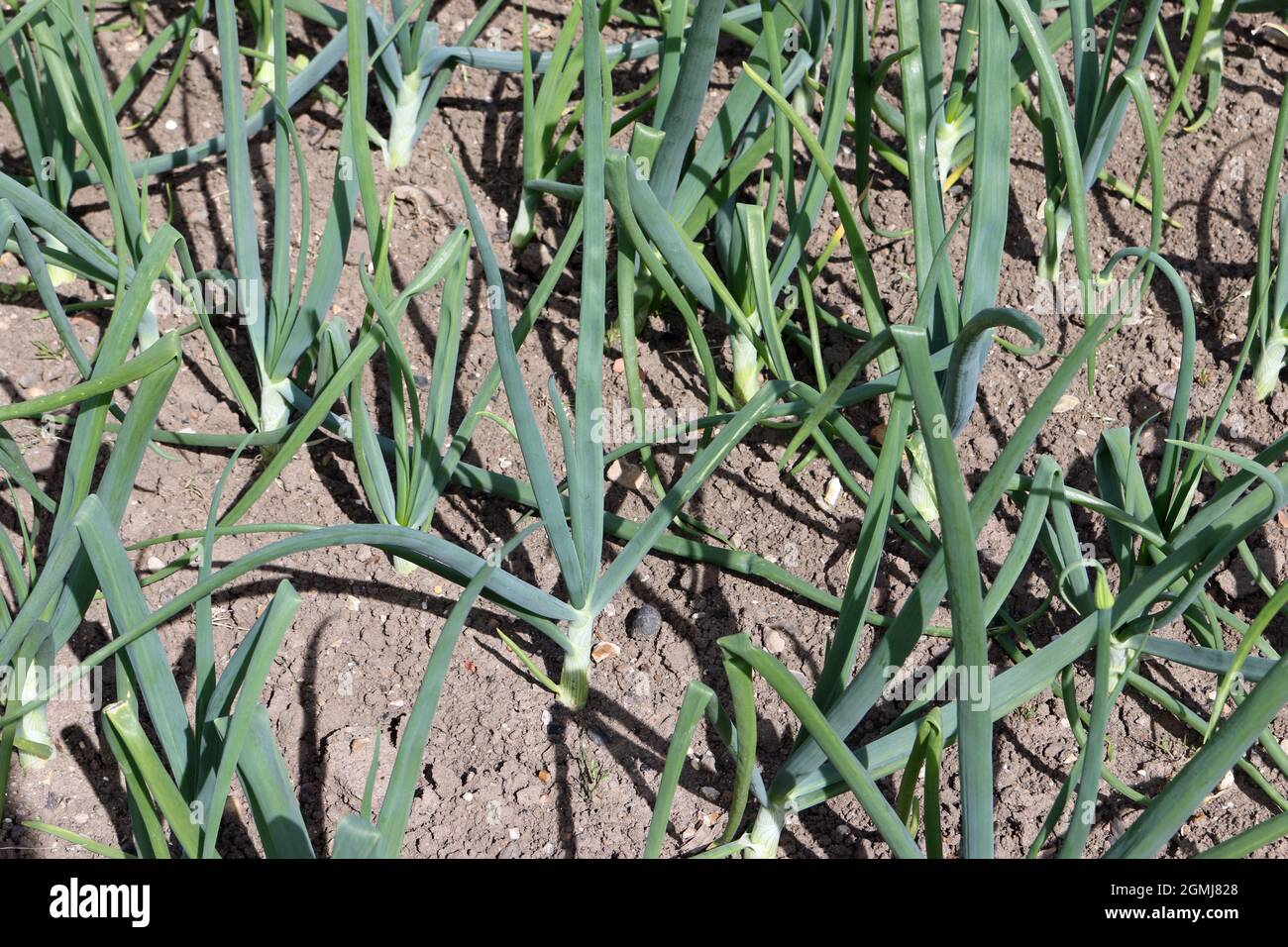 Rows of onions, Allium cepa of unknown variety, growing in a vegetable ...