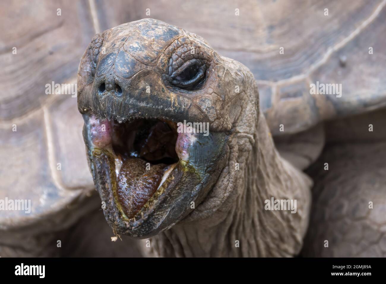 Turtle mouth open hi-res stock photography and images - Alamy