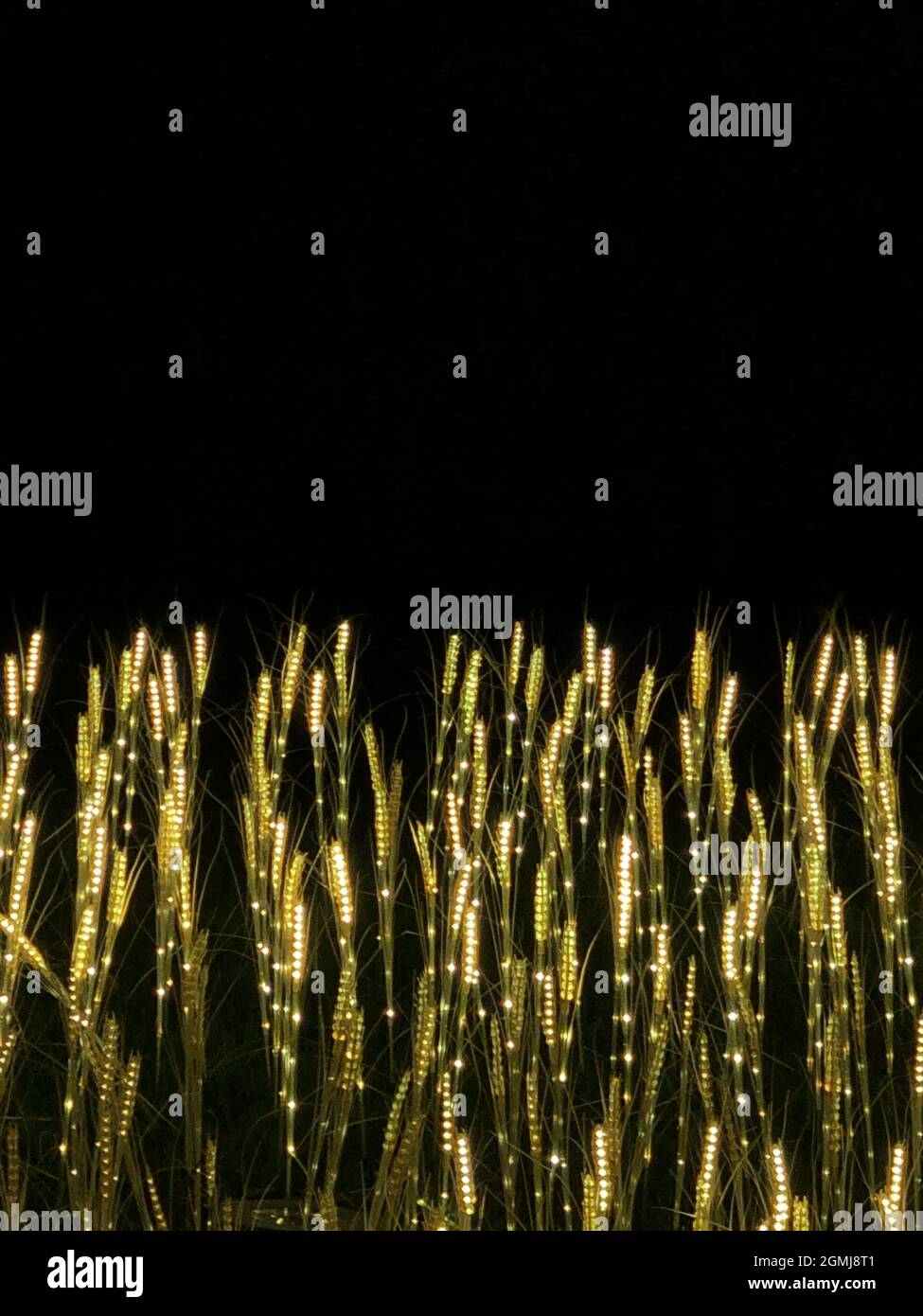 A bunch of bright golden dried wheat against a black background Stock ...