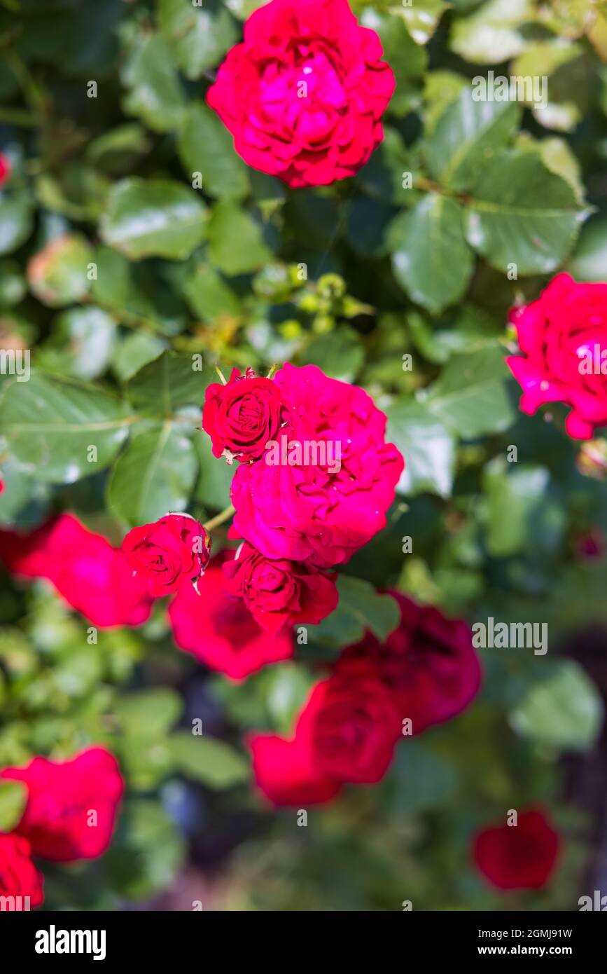 Beautiful Hybrid tea roses grown in the garden Stock Photo - Alamy