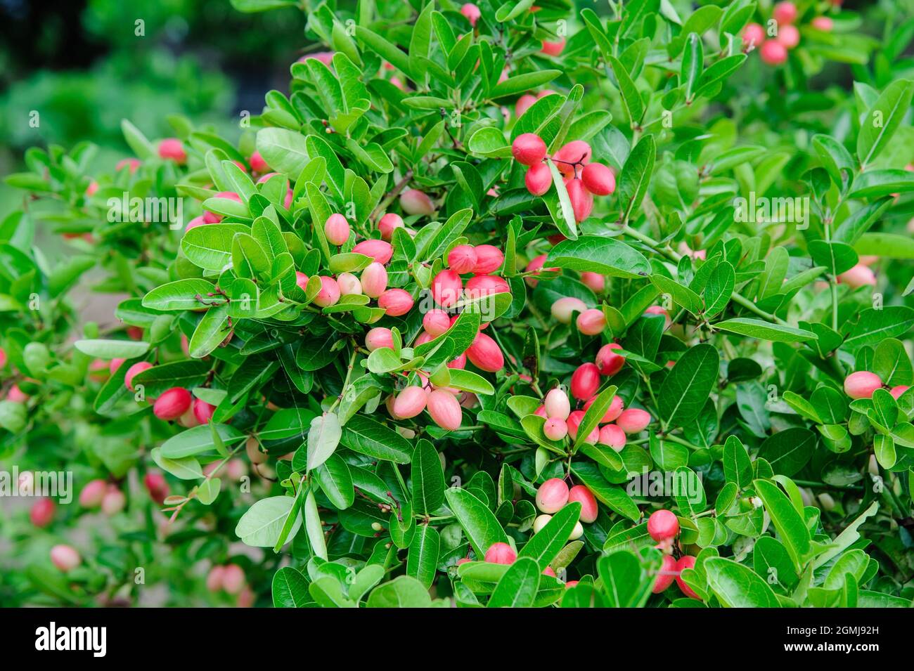thai's karanda trees with many berries Stock Photo - Alamy