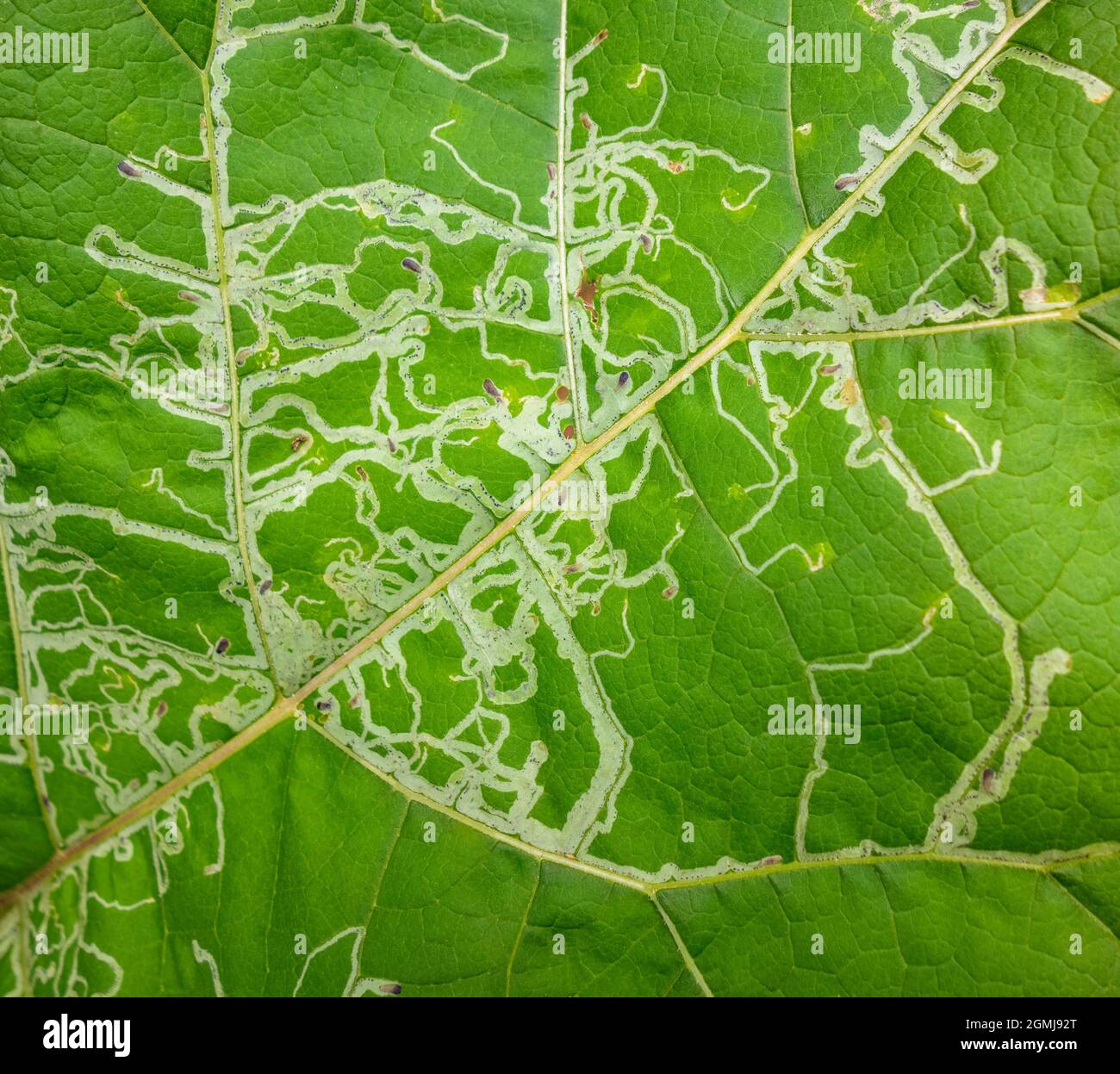 Full frame leaf mines closeup on a big green leaf Stock Photo - Alamy