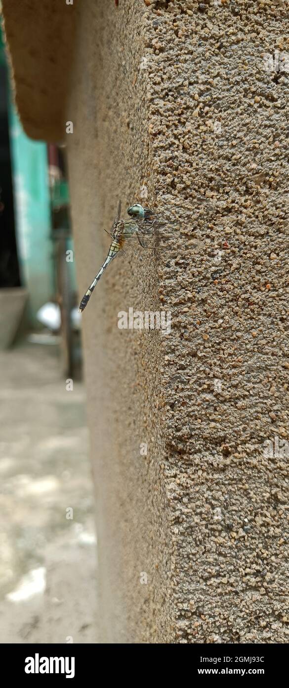Dragonfly wall hi-res stock photography and images - Alamy