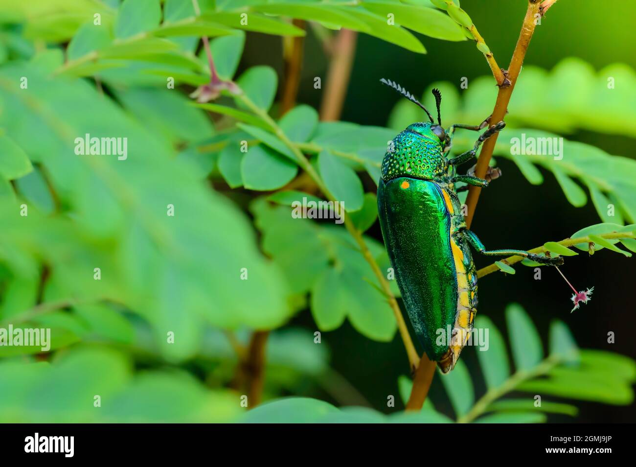 A metallic wood-boring beetle, Jewel beetle, Buprestid (Sternocera ...