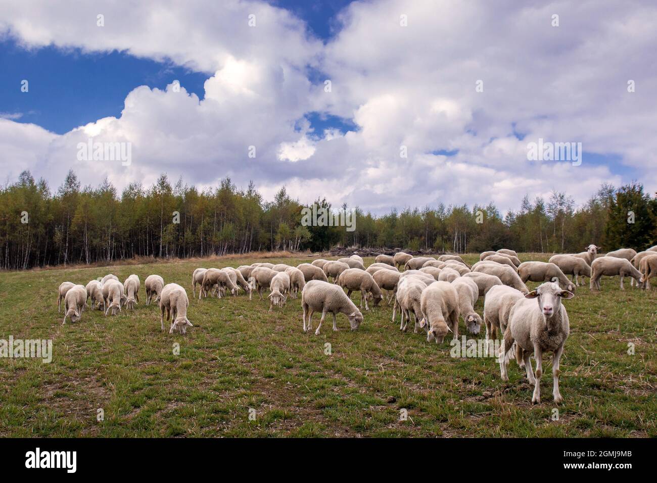 Serbia wildlife hi-res stock photography and images - Alamy