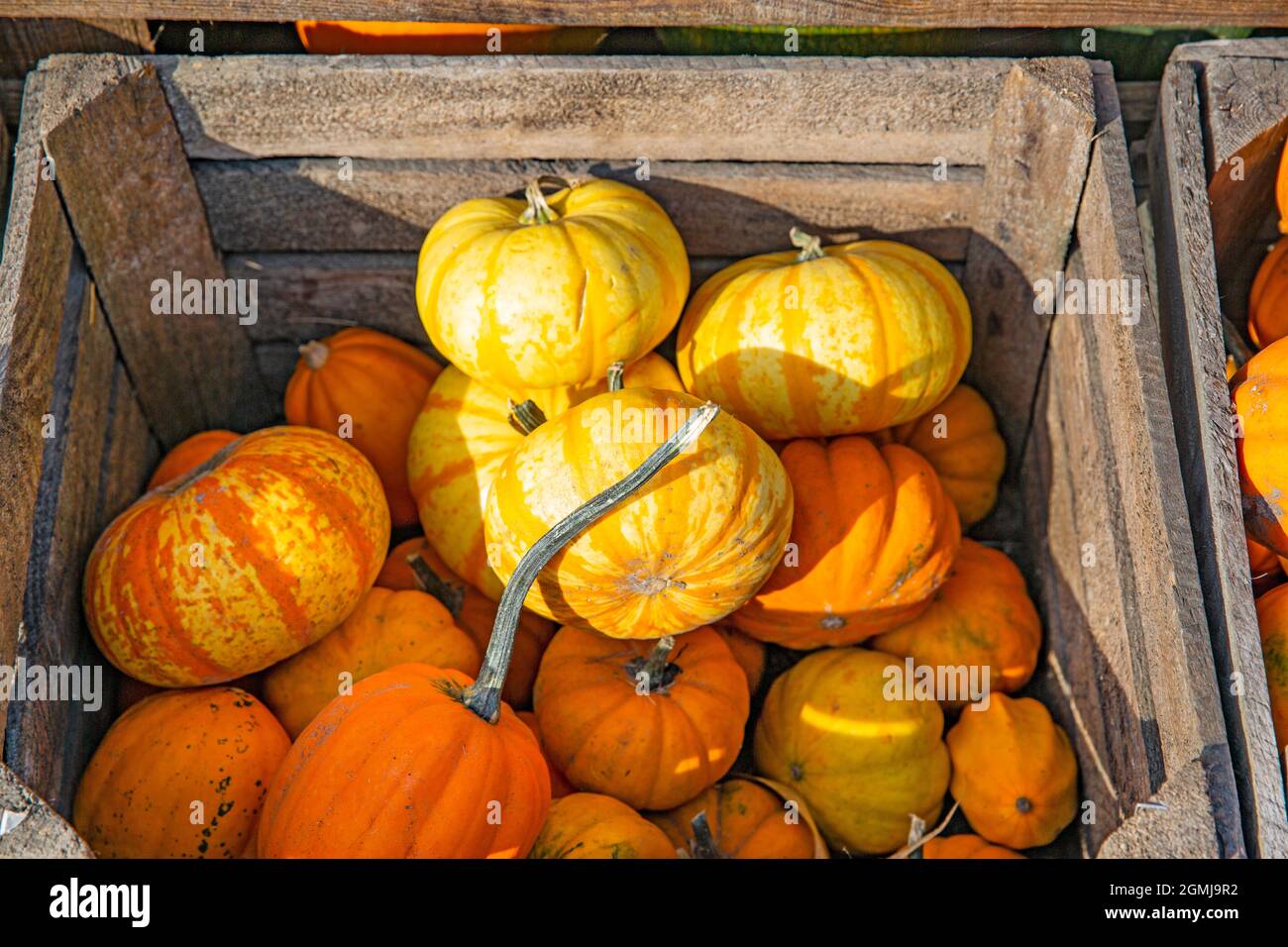 Little orange pumpkin in boxes, top view. Autumn seasonal harvest ...