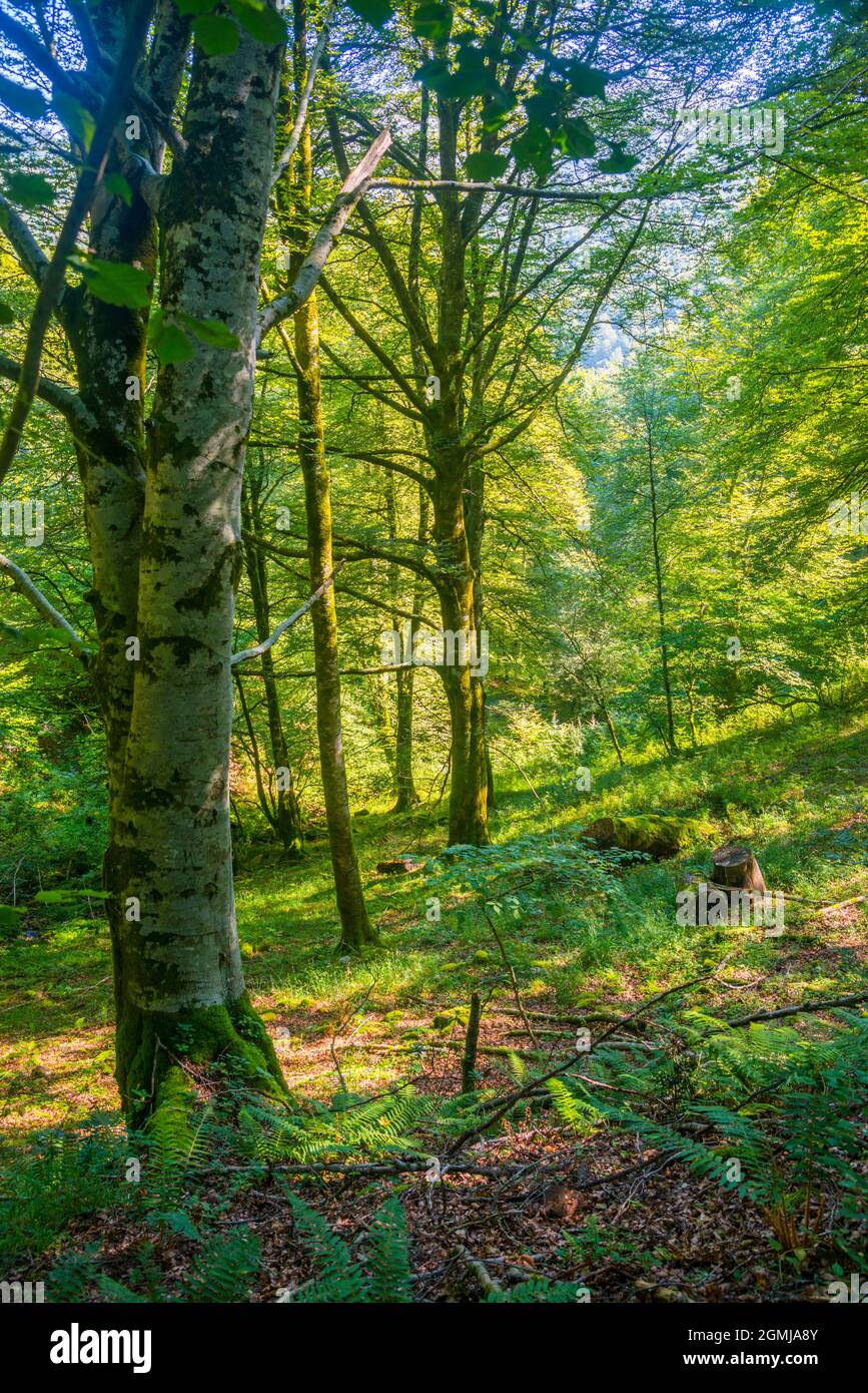 Beech forest. Reserva del Saja Nature Reserve, Cantabria, Spain Stock ...