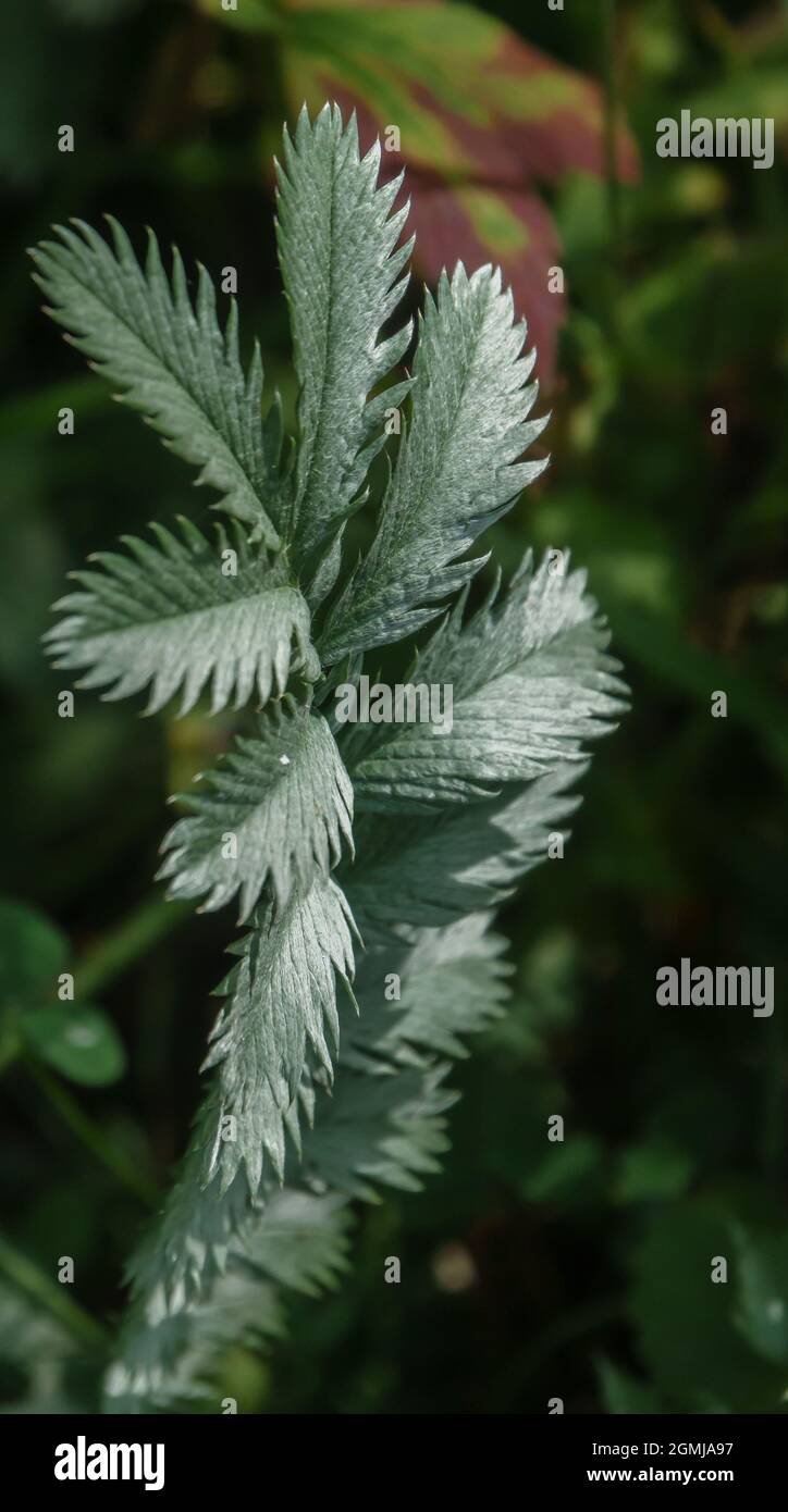Silver weed hi-res stock photography and images - Alamy