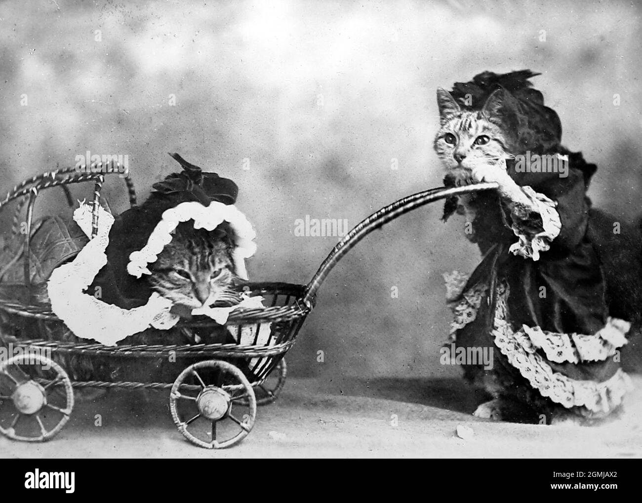 Anthropomorphic animal hi-res stock photography and images - Alamy