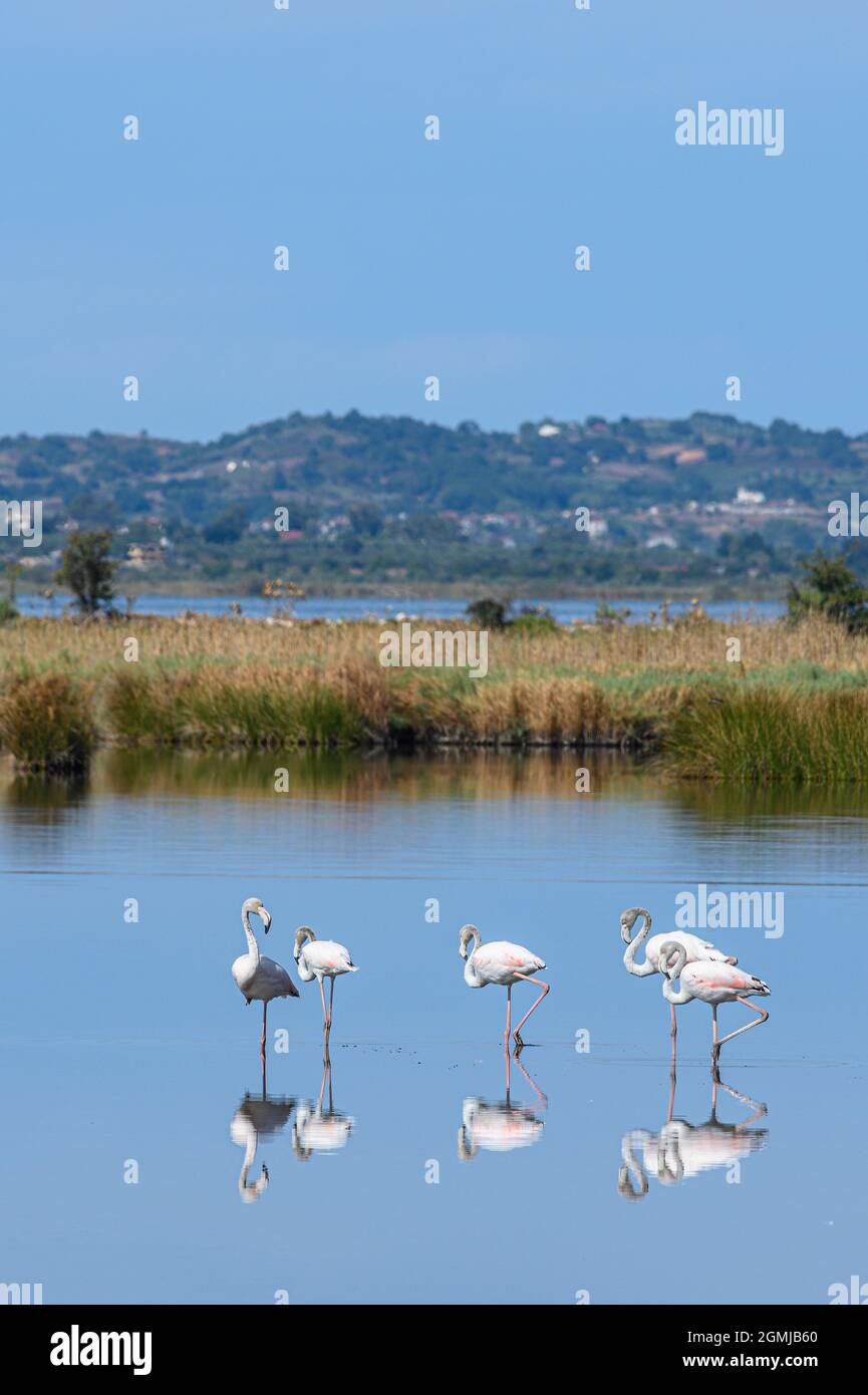 Protected wetlands ecosystem hi-res stock photography and images - Alamy