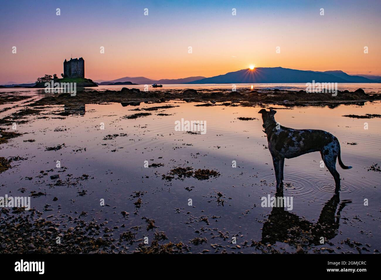 A lurcher or greyhpund dog enjoys the view of Castle Stalker susnet in ...