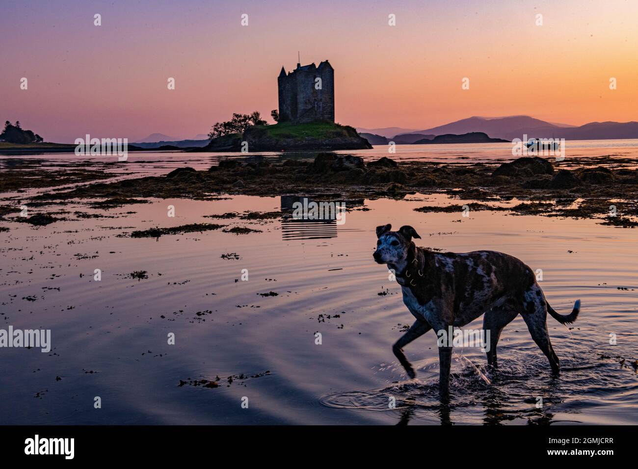 A lurcher or greyhpund dog enjoys the view of Castle Stalker susnet in ...