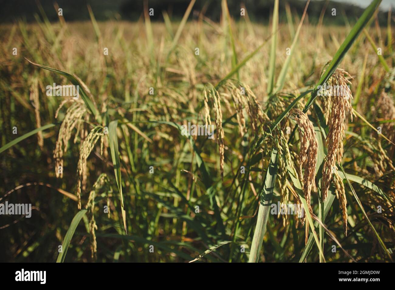Rice crop disease hi-res stock photography and images - Alamy