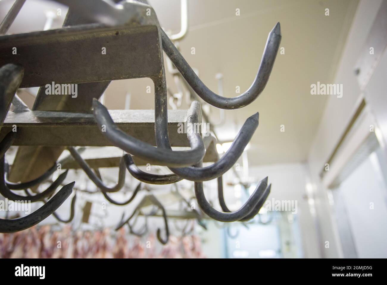 Pig carcasses in slaughterhouse hi-res stock photography and images - Alamy