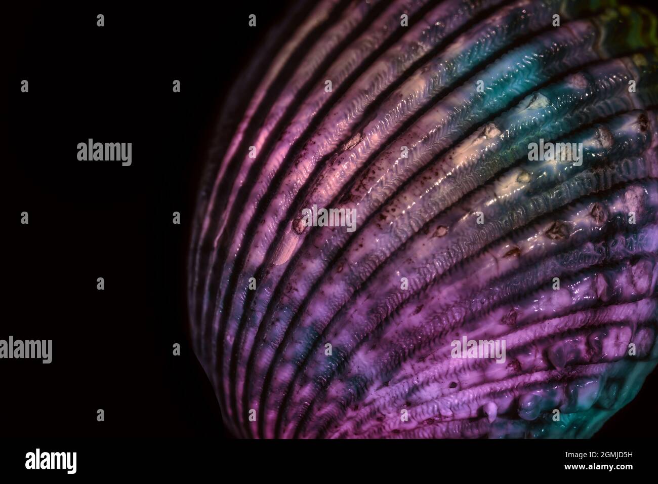 Close up Beautiful sea old seashells in neon light. Minimalism retro ...