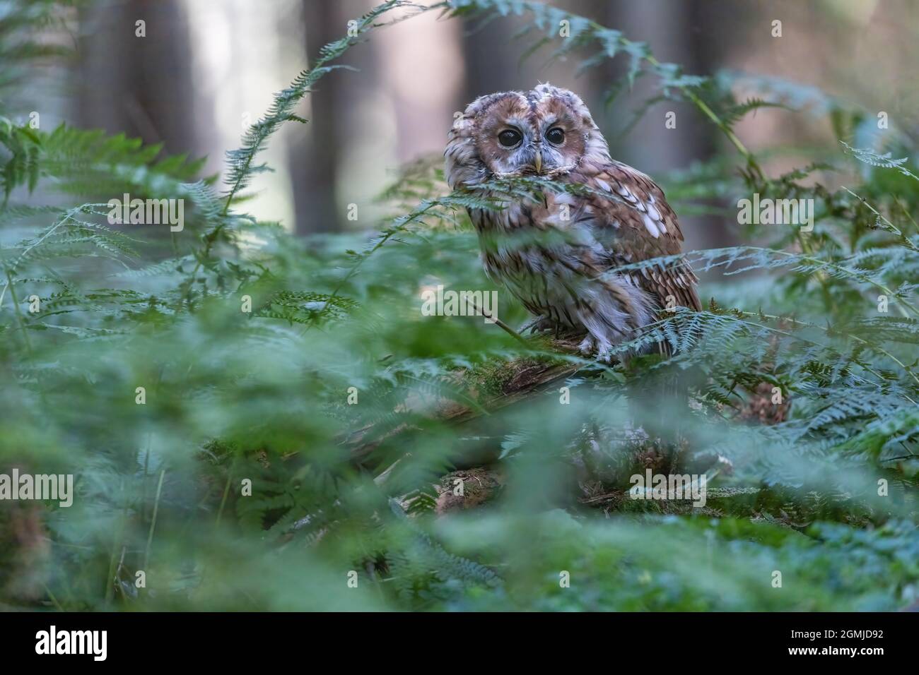 Cute tawny owl is posing alone in the forest. Horizontally Stock Photo ...