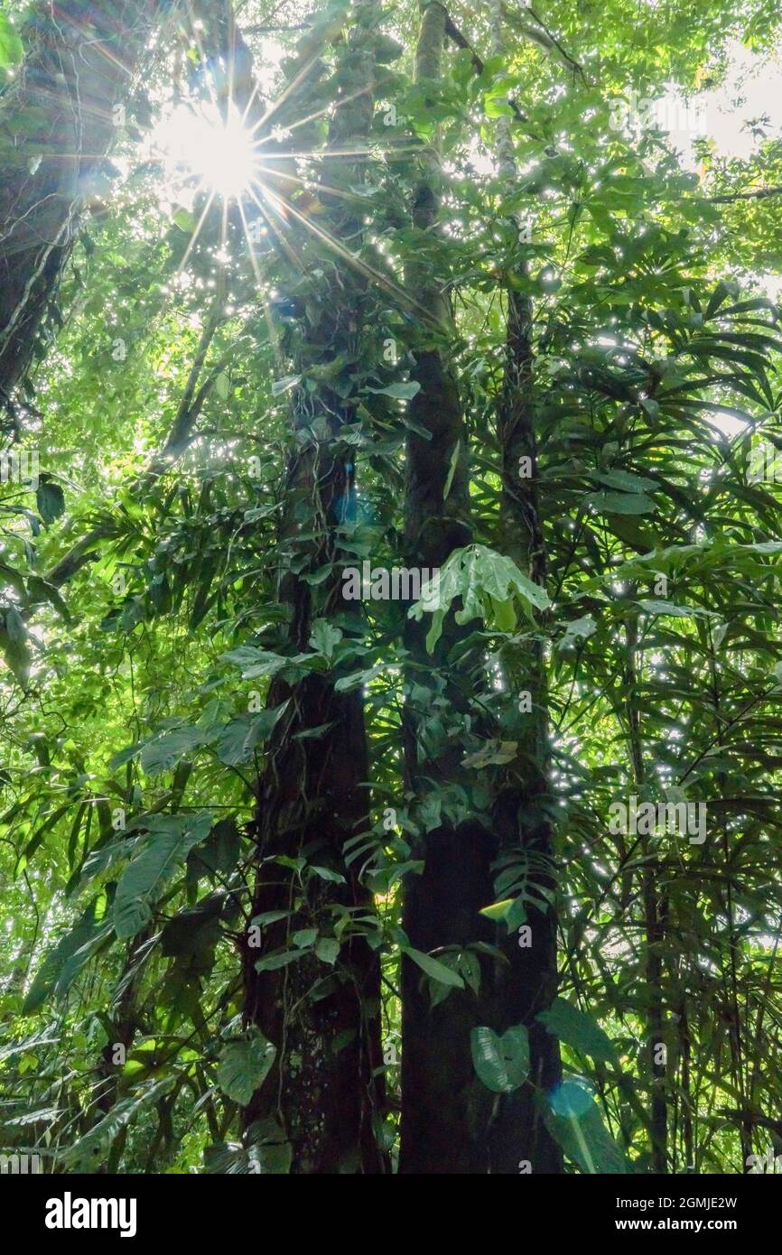 Sunstar filtering through the foliage of green plants in the tropical ...