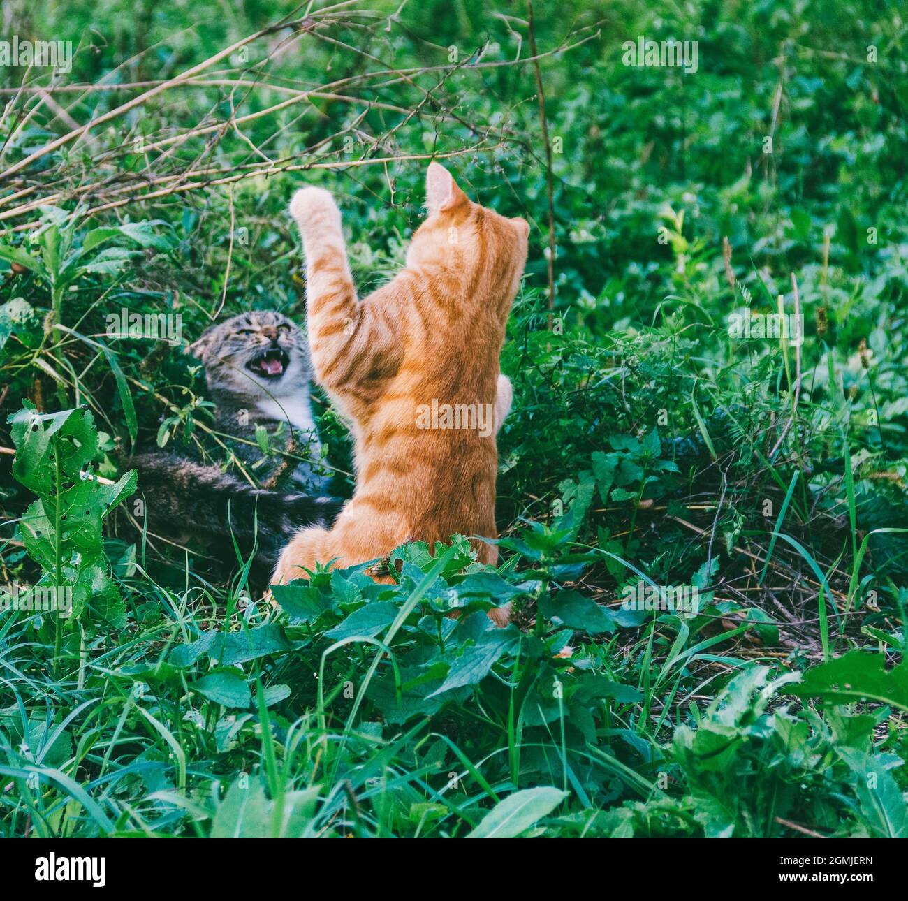 Green versus gray hi-res stock photography and images - Alamy