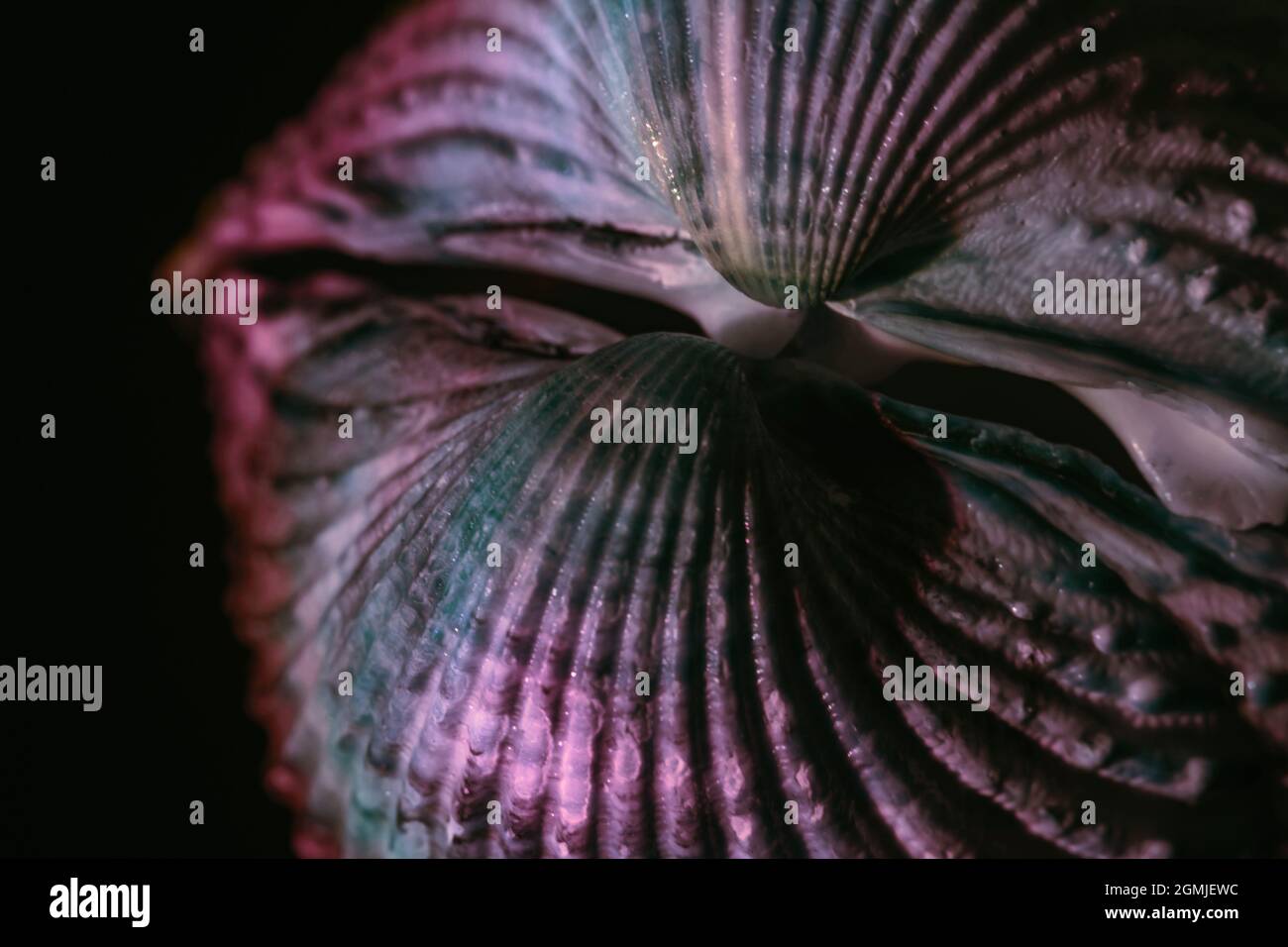Close up Beautiful sea old seashells in neon light. Minimalism retro ...