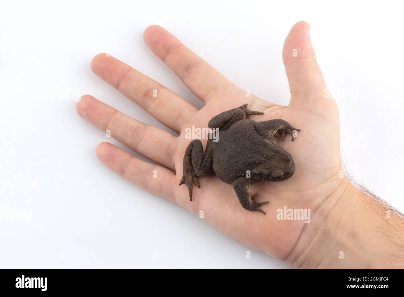 a human hand holds an earthen toad on a white background Stock Photo ...