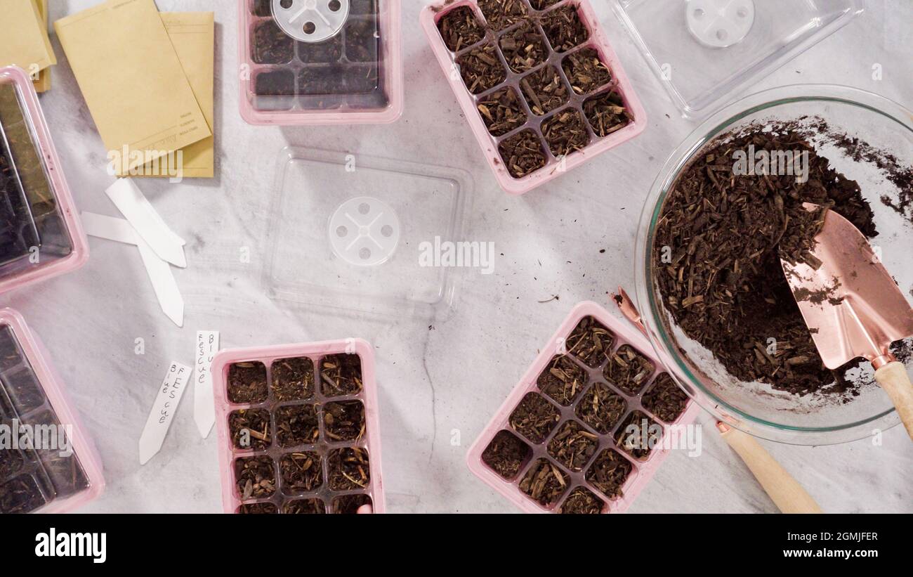 Flat lay. Planting seeds in seed propagator with soil Stock Photo - Alamy