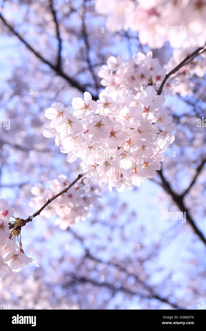 sakura flower south korea Stock Photo - Alamy
