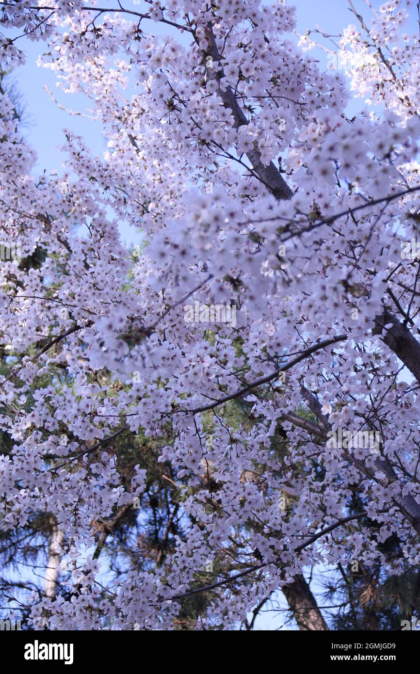 sakura flower south korea Stock Photo - Alamy
