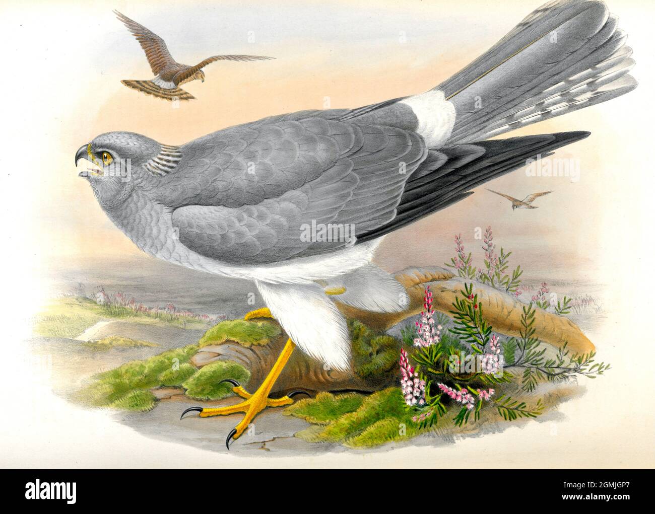 John Gould British Birds - Hen Harrier - Circus cyaneus Stock Photo - Alamy