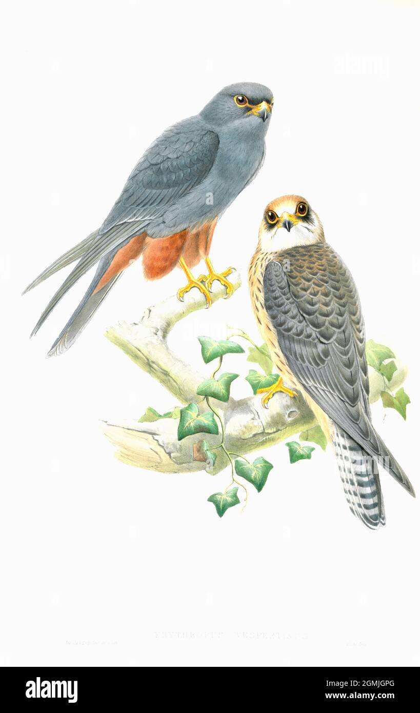 Hand coloured lithograph hi-res stock photography and images - Alamy