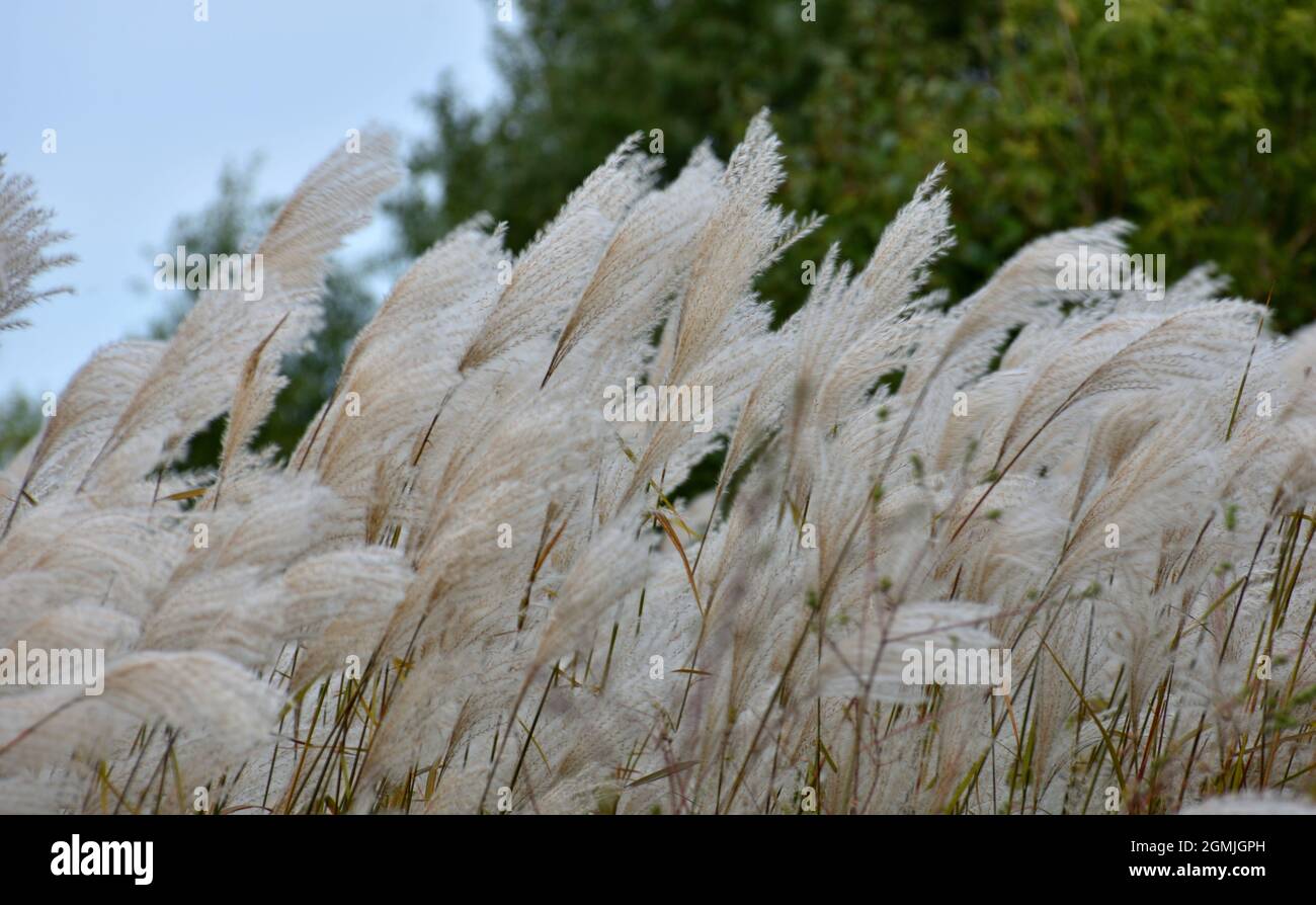 Pampas grass (Cortaderia selloana Stock Photo - Alamy