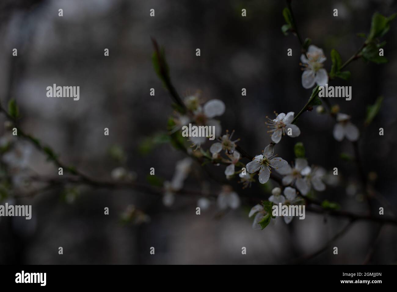 Spring Blossoms under the rain in Sofia Stock Photo - Alamy