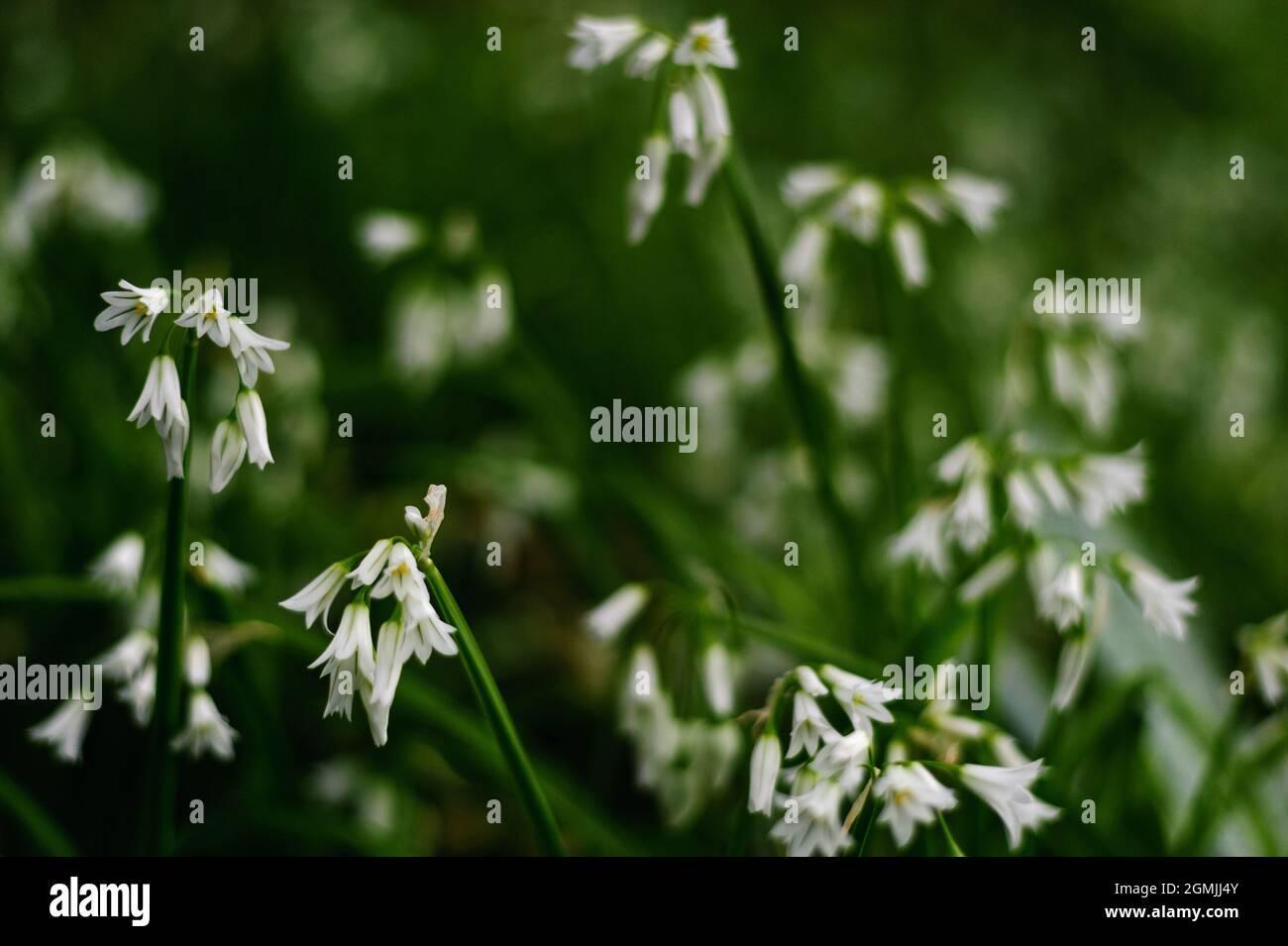 Springtime flowers blossom in the South African port city of Cape Town ...