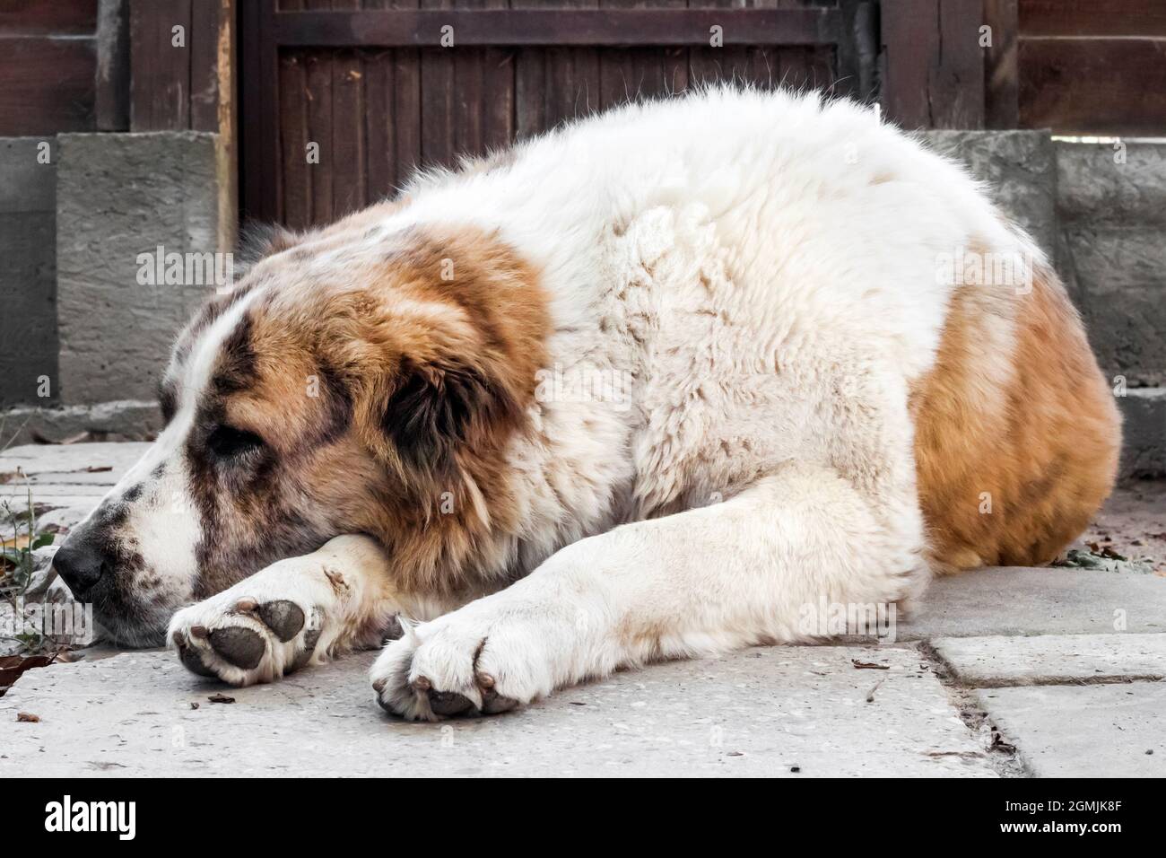 Dog resting its head on its paws. Breed Central Asian Shepherd (Alabai ...