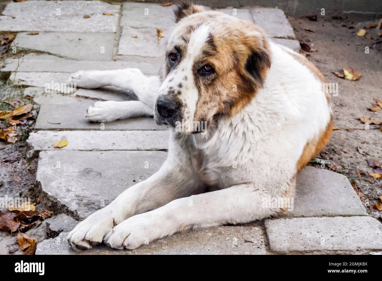 Turkmen shepherd dog hi-res stock photography and images - Alamy