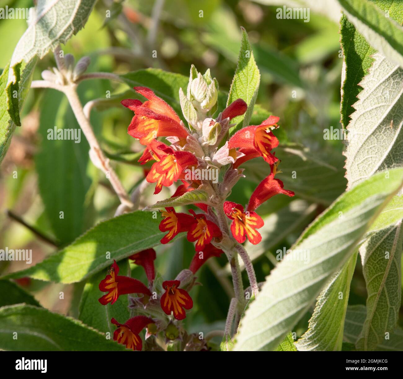 Coccinea hi-res stock photography and images - Alamy