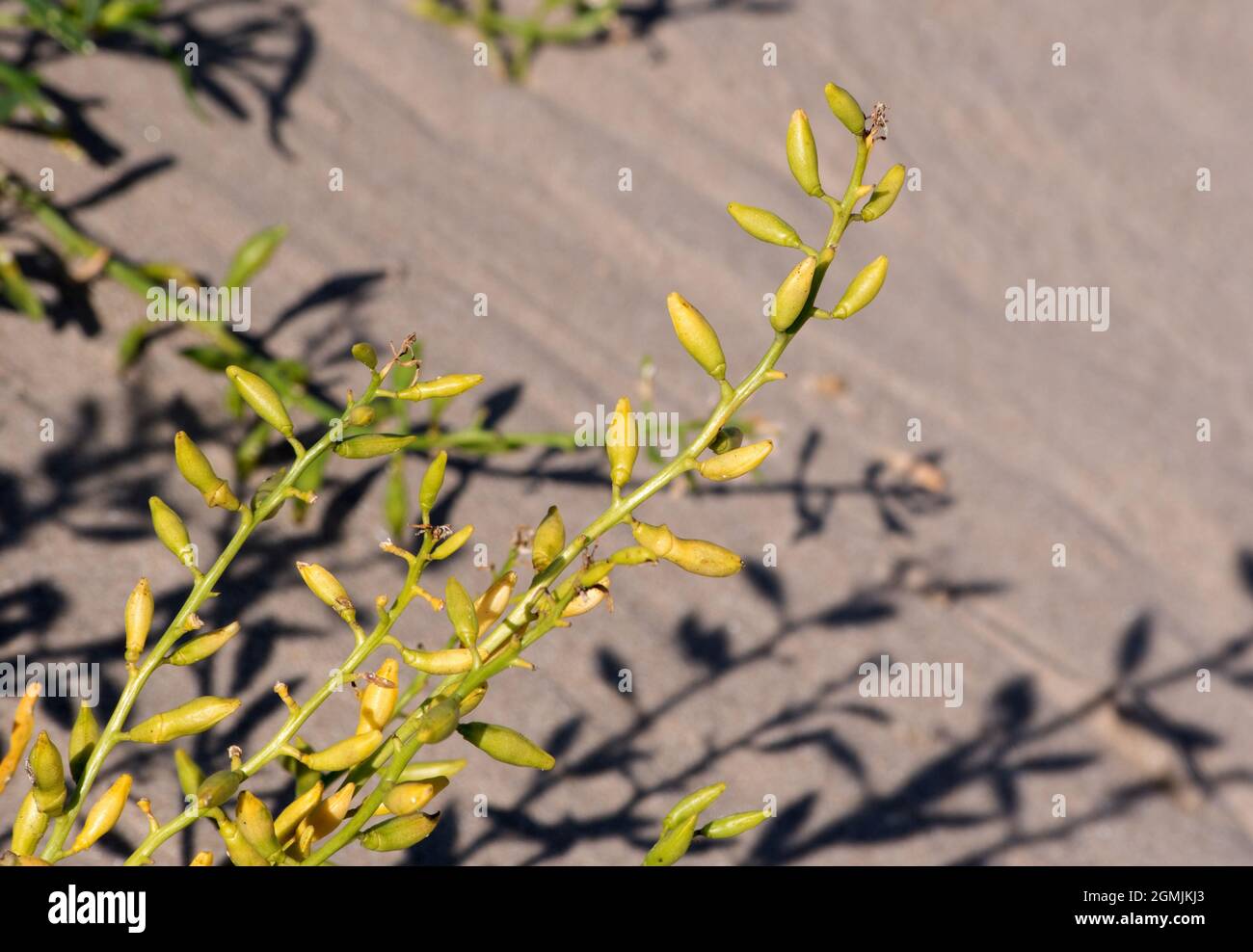 Cakile maritima, sea rocket seed pods Stock Photo - Alamy